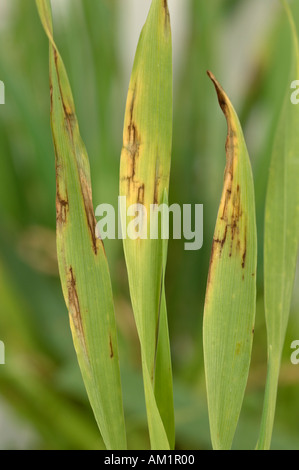 Net blotch Pyrenophora teres lesions on young barley leaves Stock Photo ...