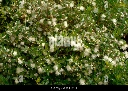 Myrtle Myrtus communis close up of shrub in full flower Stock Photo - Alamy