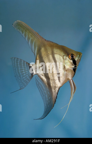 Freshwater aquarium with a pterophyllum scalare fish Stock Photo - Alamy