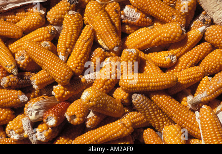 Corn is a staple of the Mayan diet. Corn cobs are put out to dry Stock ...