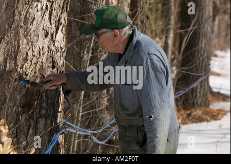 Man hammers tap into maple tree for purpose of collecting sap to boil ...