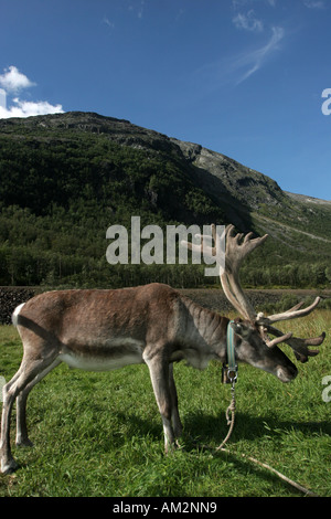 Domestic reindeer eating grass on a field on an autumn day near Kuusamo ...