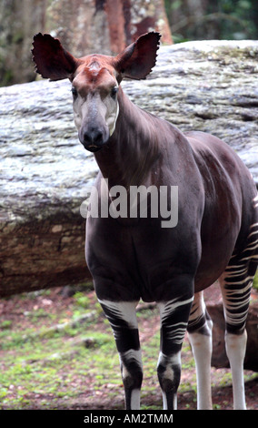 The okapi Okapia johnstoni is a mammal of the Ituri Rainforest in ...