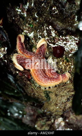 Starfish stranded in rock pools on the beach Stock Photo - Alamy