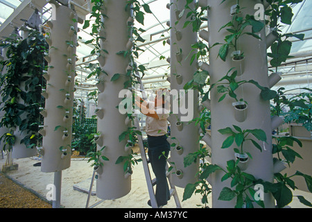 Hydroponic farming at the EPCOT Center FL Stock Photo - Alamy