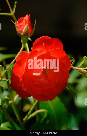 Hybrid Tea Rose Called Alexander Stock Photo - Alamy
