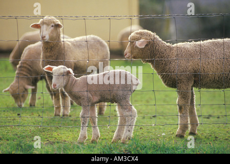 Sheep and lamb in farmyard Spring Stock Photo - Alamy