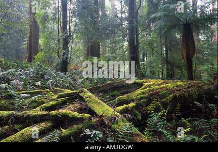 Cool temperate rainforest in Milkshake Hills Forest Reserve, Tasmania ...