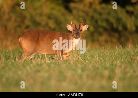 Muntjac Deer (Muntiacus reevesi). Tail uplifted. Visual signal of ...