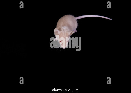 Tan mouse on black background Stock Photo - Alamy