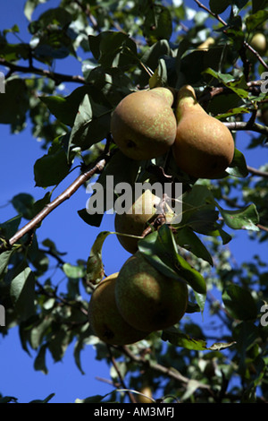 Pears Growing in Garden Surrey England Stock Photo - Alamy