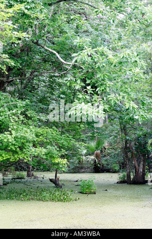 alligator in the swamp land in New Orleans, Louisiana, United States ...
