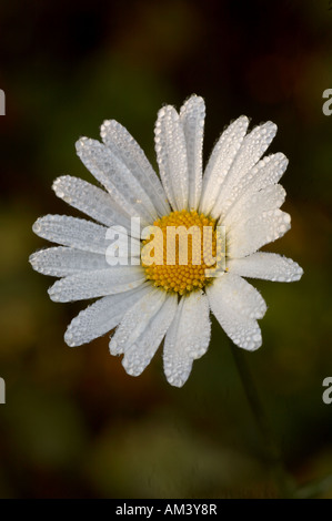 daisy covered with morning dew. Flower in thick morning fog Stock Photo ...