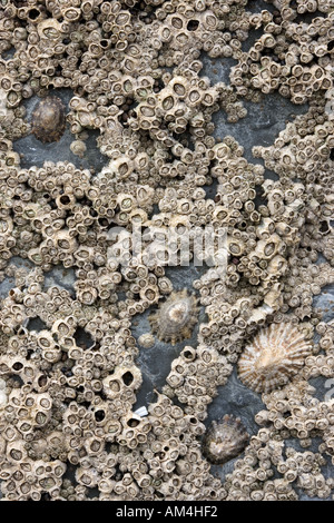 Barnacles attached to rocks on the beach Stock Photo - Alamy