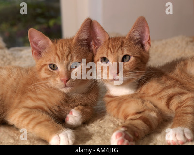 Two Ten week Old Ginger Tom Kittens Stock Photo - Alamy