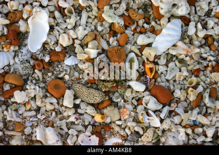 Sea shells sponges and stones along beach next to Quobba Station north ...