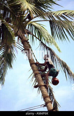 Toddy tapper climbing a palm tree to collect toddy ( India Stock Photo ...