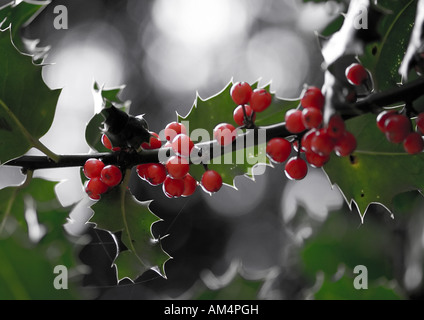 holly with berries against blurred grayscale background Stock Photo - Alamy
