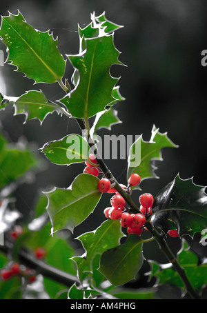 holly with berries against blurred grayscale background Stock Photo - Alamy