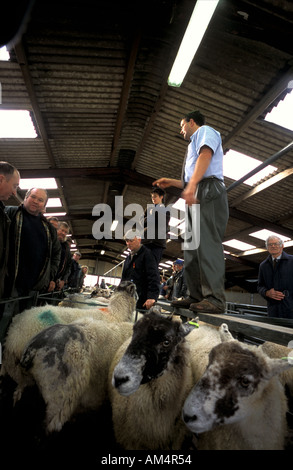 Hallworthy Livestock Market North Devon England Stock Photo - Alamy