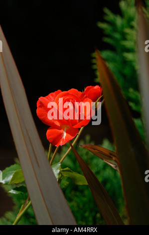 Hybrid Tea Rose Called Alexander Stock Photo - Alamy