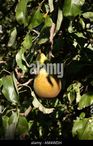 Pear Growing in Garden Surrey England Stock Photo - Alamy