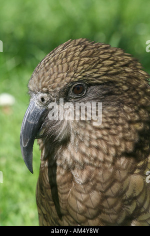 Kea parrot bird from New Zealand with head tilted standing on pole ...