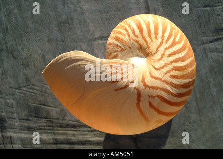 A nautilus shell Stock Photo - Alamy