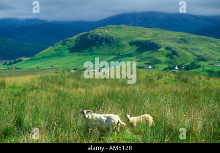countryside near Elphin in Sutherland in Scotland Stock Photo - Alamy
