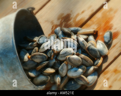 Soft-shell clams, steamers, softshells, piss clams, Sandklaffmuschel ...
