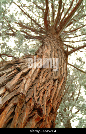 Looking up tree in Forest, Green Tree branches nature abstract Stock ...