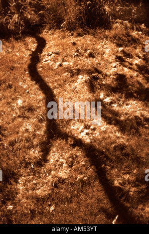 Tree Shadow Stretching Across A Lawn Stock Photo - Alamy