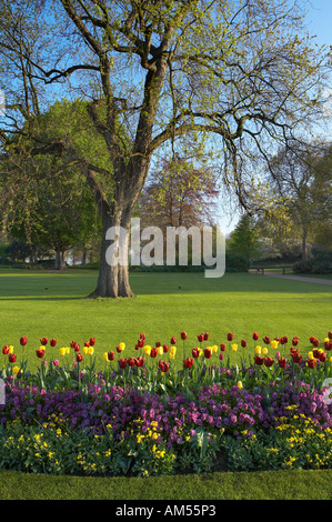 spring bloom in Hyde Park London England Stock Photo - Alamy
