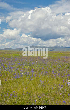 Spring grasslands and mountains in Centennial Valley near Lakeview, MT ...