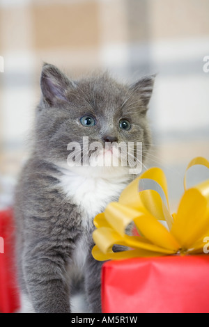 Red gift box for Christmas decoration on wooden floor background and ...