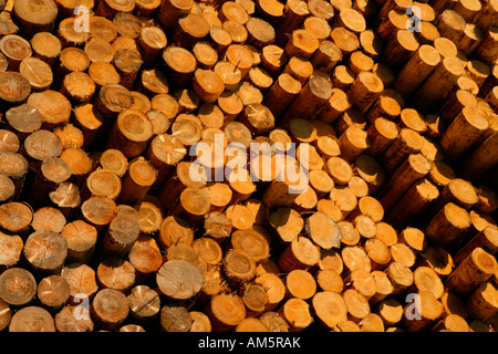 many tree trunks on a storage place Stock Photo - Alamy