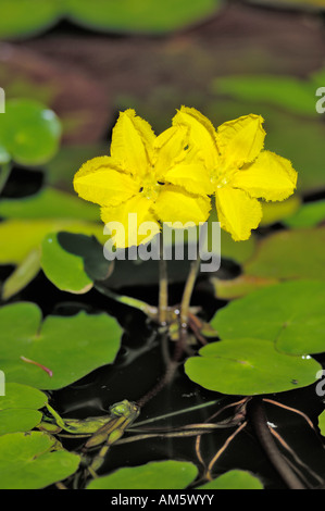 Water fringe (Nymphoides peltata Stock Photo - Alamy