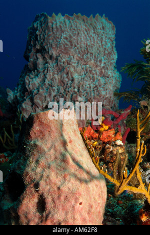 Giant barrel sponge, Atlantic Ocean, off Florida Stock Photo - Alamy