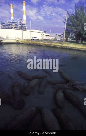 Manatee seeking shelter from the cold at warm water discharge of FPL ...