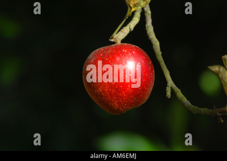 Apple 'Spartan', growing on tree, malus domestica, fruit, edible ...