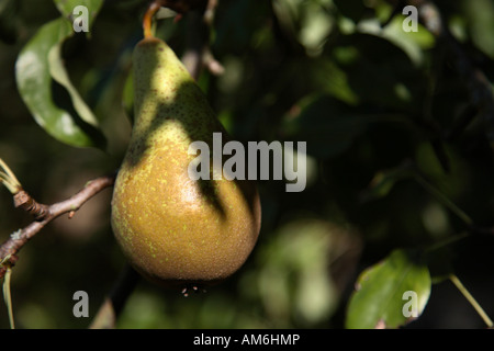 Pear Growing in Garden Surrey England Stock Photo - Alamy