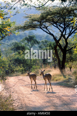 Impala crossing the road in Kruger National Park at full speed Stock ...