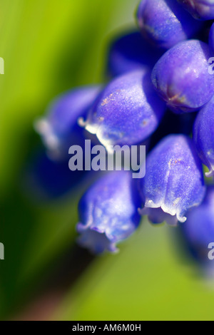 wildflowers from quebec Stock Photo - Alamy