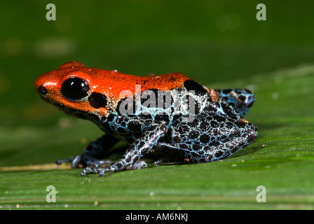Red Back Poison Frog, or Reticulated Poison Frog, Dendrobates ...