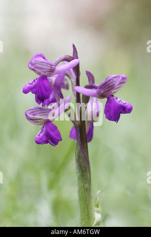 Green winged orchid flower spikes Stock Photo - Alamy