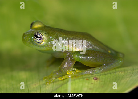 Spiny Cochran frog Stock Photo - Alamy