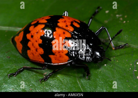 Fungus beetle, Erotylus sp, Iquitos, Peru, amazonian jungle, wild ...