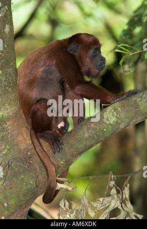 Red Howler Monkey hanging by prehensile tail Stock Photo - Alamy
