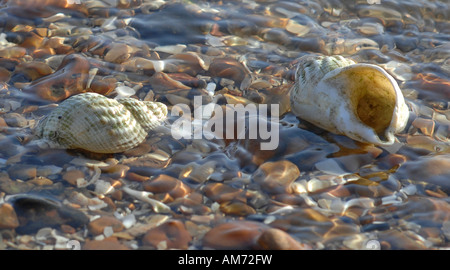 Shells on Folkestone beach, Kent Stock Photo - Alamy