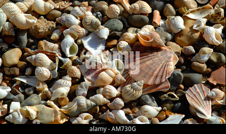Shells on Folkestone beach, Kent Stock Photo - Alamy